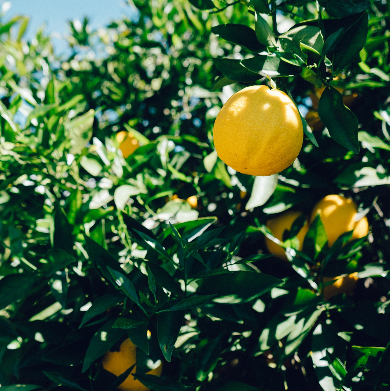 All About Italian Lemons | Ditalia Fine Italian Imports – Ditalia ...